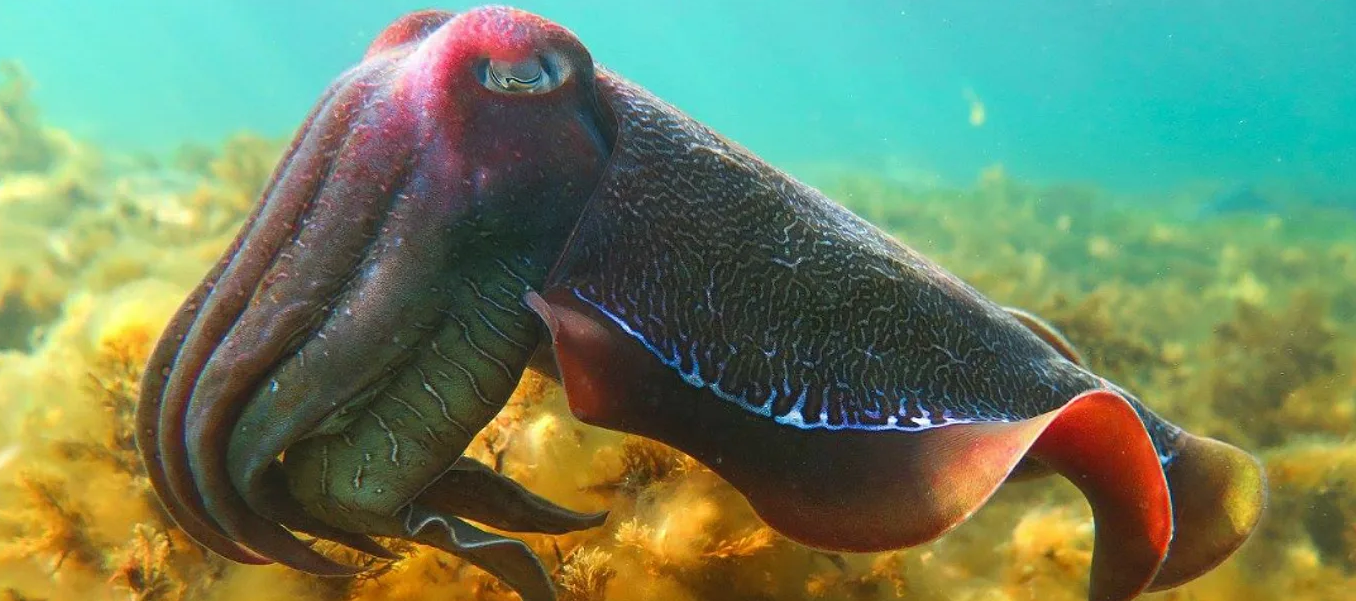 Swimming with giant cuttlefish in South Australia - Indian Ocean Travel